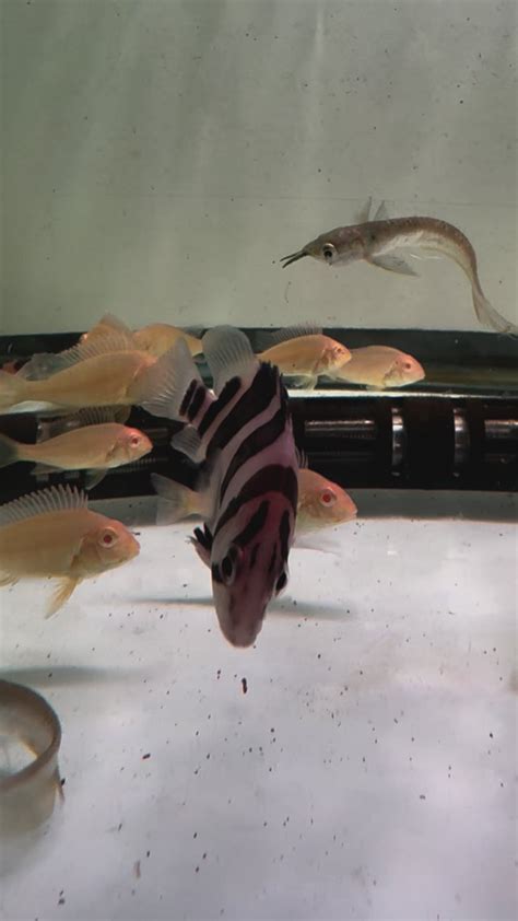 3 Bar Indo Datnoid A Grade Datnioides Microlepis