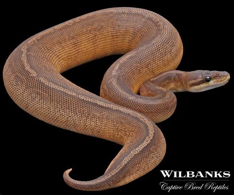 Sunset Black Pastel Ball Python By Wilbanks Captive Bred Reptiles Ball Python Ball Python