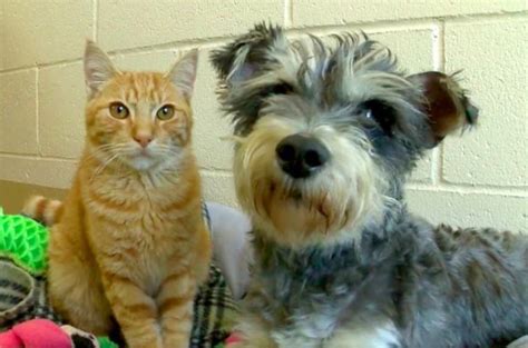 禁止されたはずの楡林犬肉祭での犬肉販売！いまも殺され続ける罪のない犬たち Petfun 動物やペットに関する情報サイト