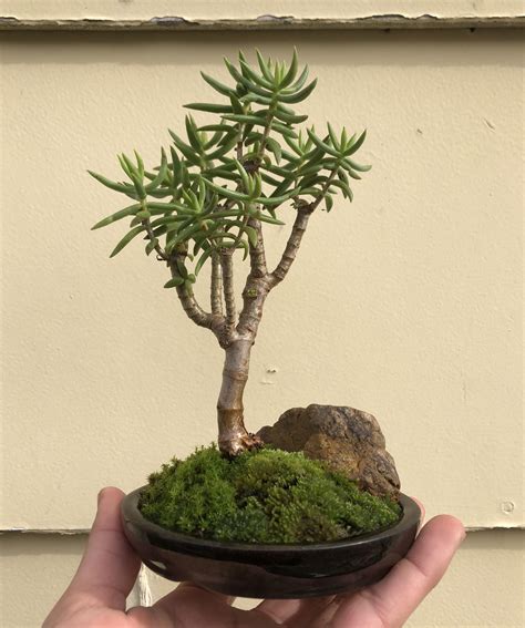 My Crassula Tetragona Bonsai Rsucculents
