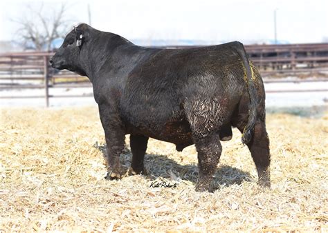 Sires Mcdonnell Angus Mcdonnell Beef Country