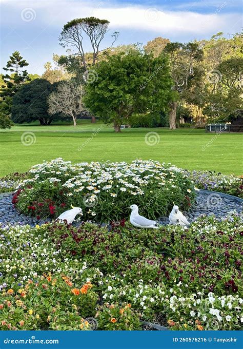 Sulphur Crested Cockatoos In Sydney`s Royal Botanic Garden Australia