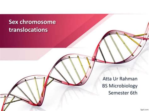 Sex Chromosome Translocation Ppt