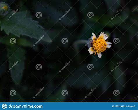 Acmella Bangladeshi Stock Foto Image Of Weide Dier 255924232