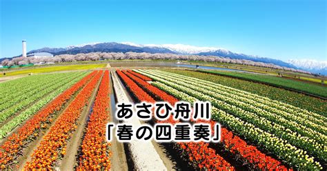 【あさひ舟川 春の四重奏2022】見頃や駐車場、アクセス【体験談】 ｜ 富山暮らし