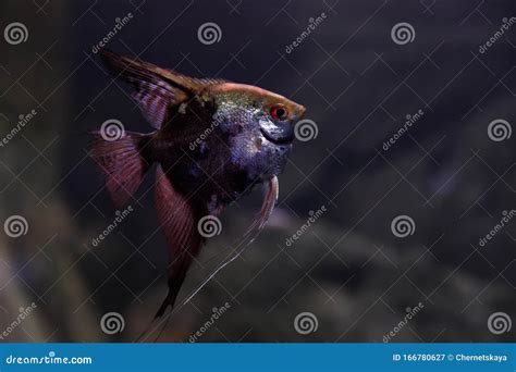 Beautiful Scalaria Fish In Aquarium Water Stock Image Image Of