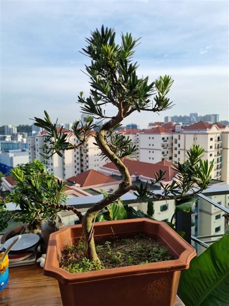 Podocarpus Macrophyllus Bonsai Furniture And Home Living Gardening Pots And Planters On Carousell