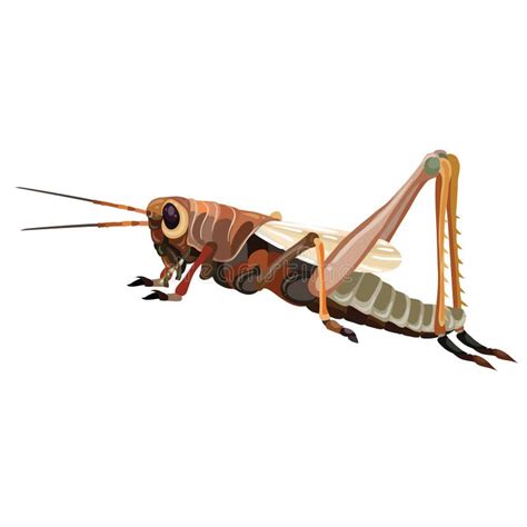 Grasshopper In Profile On White Stock Illustration Illustration Of