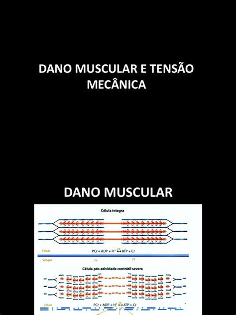 Dano Muscular E Tensão Mecânica Pdf
