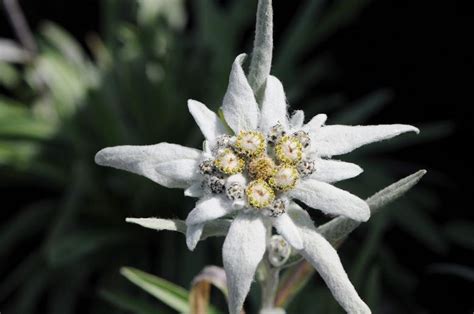The Mystical And Mythical Edelweiss House Of Switzerland