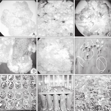 Plant Regeneration Via Indirect Organogenesis From Nodal Segment