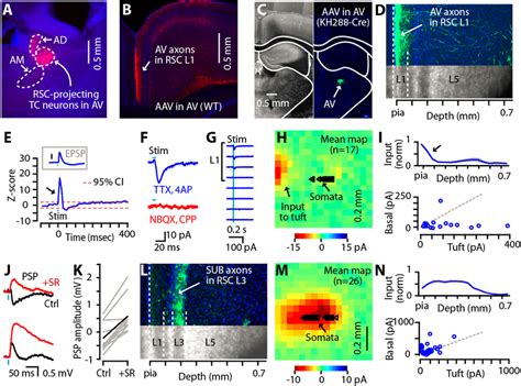 Atn Tc Axons Make Excitatory Synapses Onto Rsc L5pyr Neurons At L1 Download Scientific Diagram