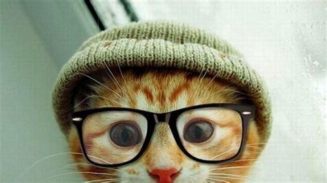 Cat With Glasses Wallpapers Wallpaper Cave