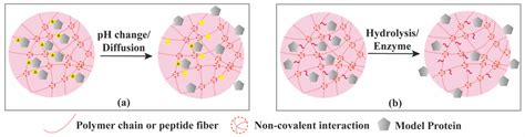Supramolecular Hydrogels For Protein Delivery In Tissue Engineering
