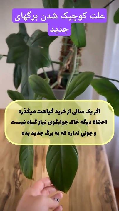 چرا برگهای جدید گلت کوچیک میشه Plant Flowers گلهایآپارتمانی