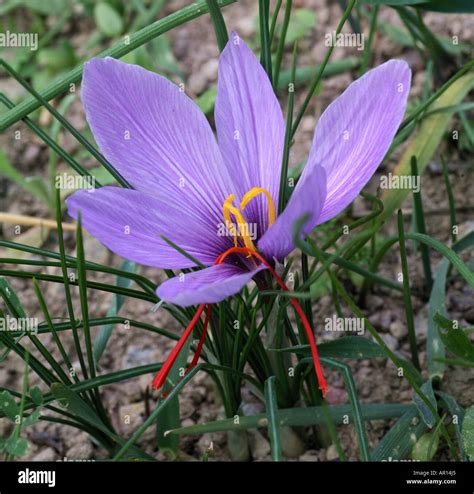 The Only Spice Protected With The Aoc Lable Appellation Originale Contrôlée Protected