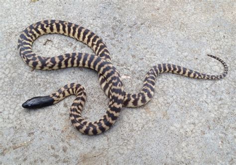 Black Headed Python Facts And Pictures Reptile Fact
