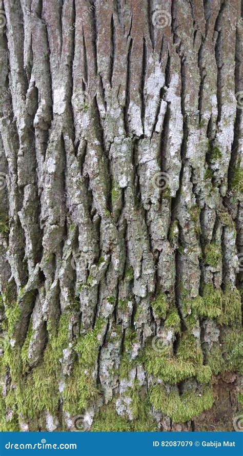 Tree Bark Stock Image Image Of Tree Bark Nature Pattern