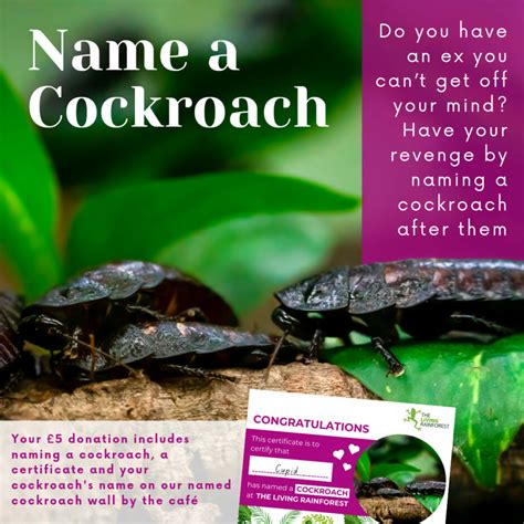 Name A Cockroach The Living Rainforest