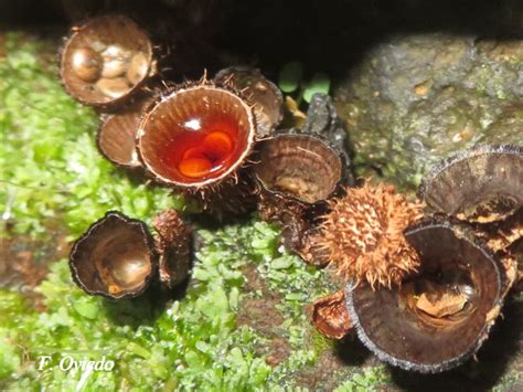 Cyathus Striatus Ecos Del Bosque