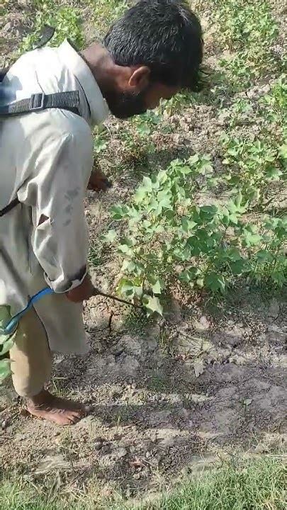 Cotton Crop Drenching Fertilizer Npk Youtube