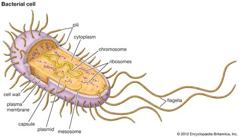 Eubacteria Pengertian Ciri Ciri Dan Struktur Selnya