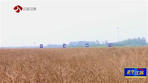全聚焦丨亩产32387公斤 全国盐碱地油菜高产纪录在东台诞生我苏网