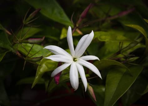 Different Types Of Jasmine Flowers