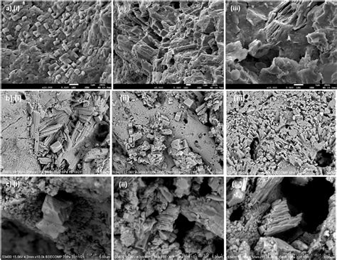 The Sem Micrographs Show The Minerals And Skeletal Fragments Of Marine