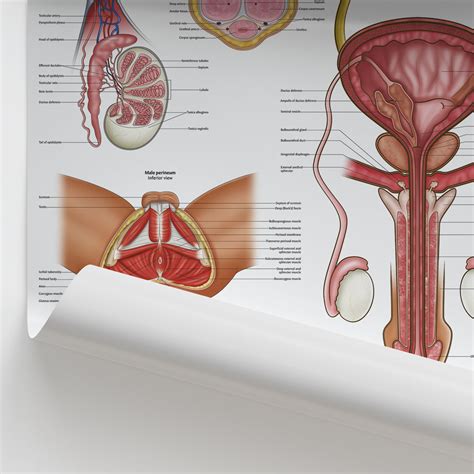 Male Reproductive Organs Poster Mens Genitalia Anatomy Chart