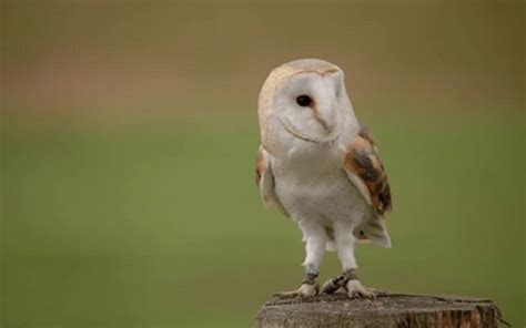 Owl Legs All You Need To Know