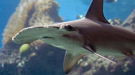 The 15 Most Fun Evolutionary Adaptations