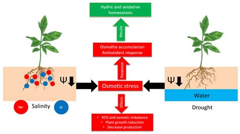 A Beginners Guide To Osmoprotection By Biostimulants