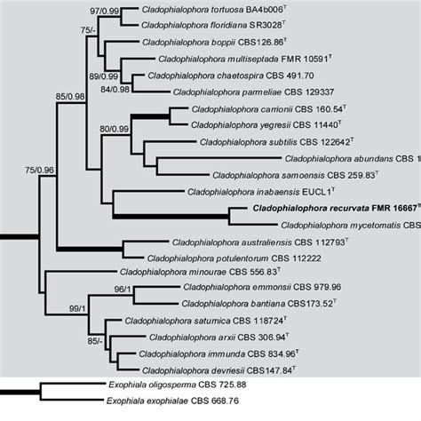 maximum likelihood ml phylogenetic tree based on the analysis of lsu