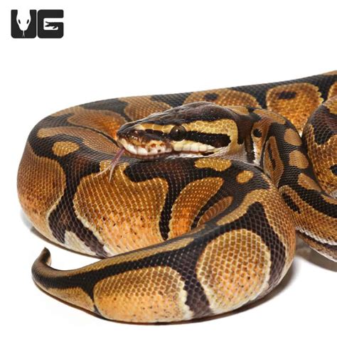 Baby Female Orange Dream Enchi Ball Python Python Regius For Sale Underground Reptiles