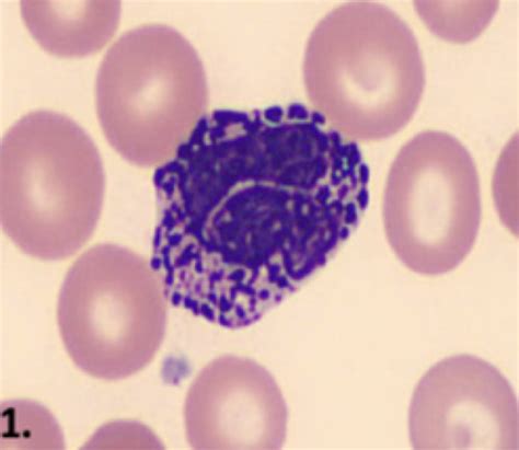 White Blood Cell Identification Flashcards Quizlet