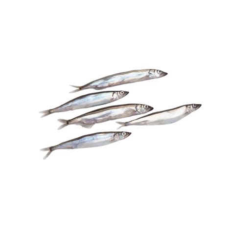 Capelin