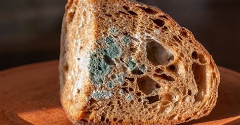 Cómo Evitar La Aparición De Moho En El Pan Según Una Experta Infobae