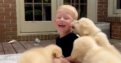 Boy Rolls On The Floor In Stitches As Golden Retriever Puppies Shower