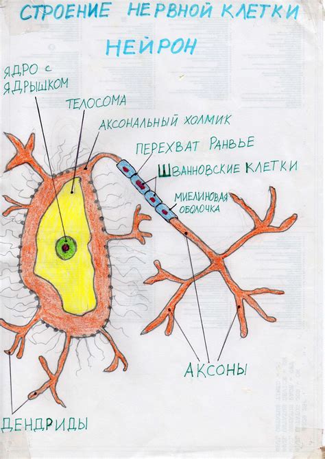 The Structure Of The Nerve Cell Neuron Rus Behance
