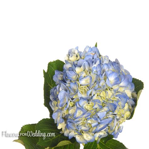 Blue Hydrangea Flowers For Weddings Wedding Flowers Lovely Bridal Bouquets And More Wedding Florist
