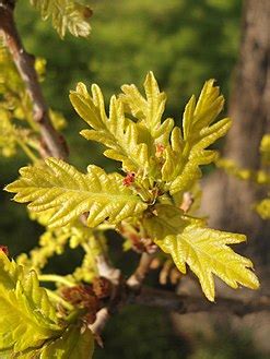 Oak Wikipedia