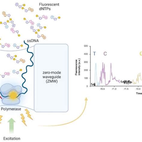 Scientific Background Of Pacbio Smrt Sequencing Download Scientific
