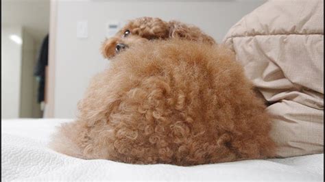 강아지 궁디팡팡 당했을때 반응 Youtube