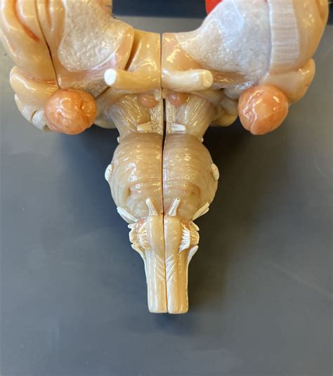 Brain Stem Cranial Nerves 1 Diagram Quizlet