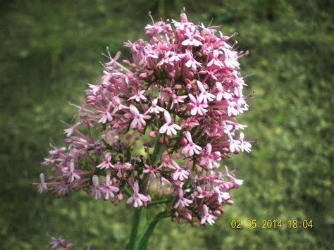 粉红色的花 鲜花 春天 Pixabay上的免费照片 Pixabay