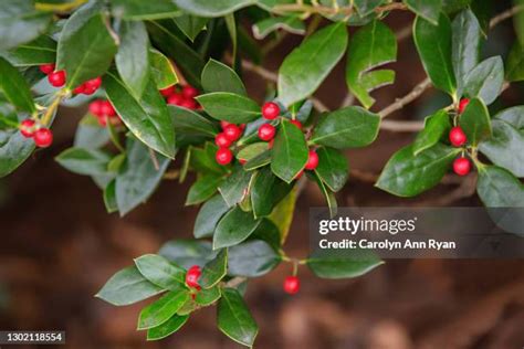 American Holly Tree Photos And Premium High Res Pictures Getty Images