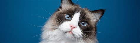 Ragdoll Traits Appearance General Character
