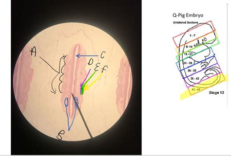 E9 Diagram Quizlet