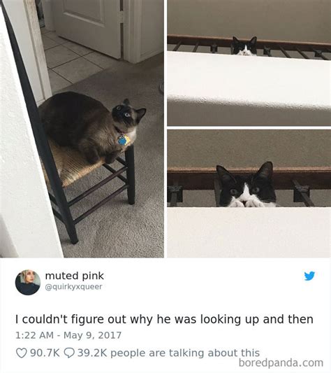 45 Of The Funniest Cat Tweets Bored Panda